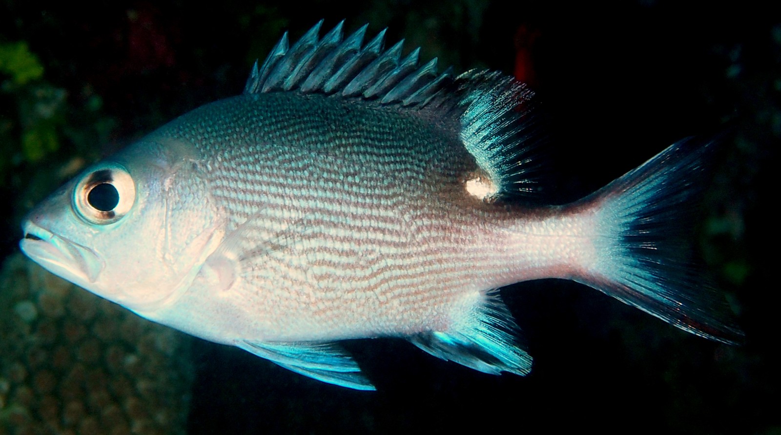 LUTJANUS BOHAR - (FABRICIUS, 1775)