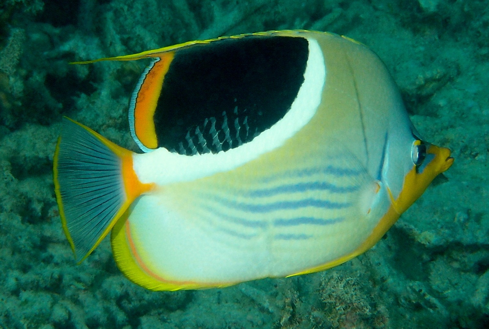 CHAETODON EPHIPPIUM - (CUVIER, 1831)