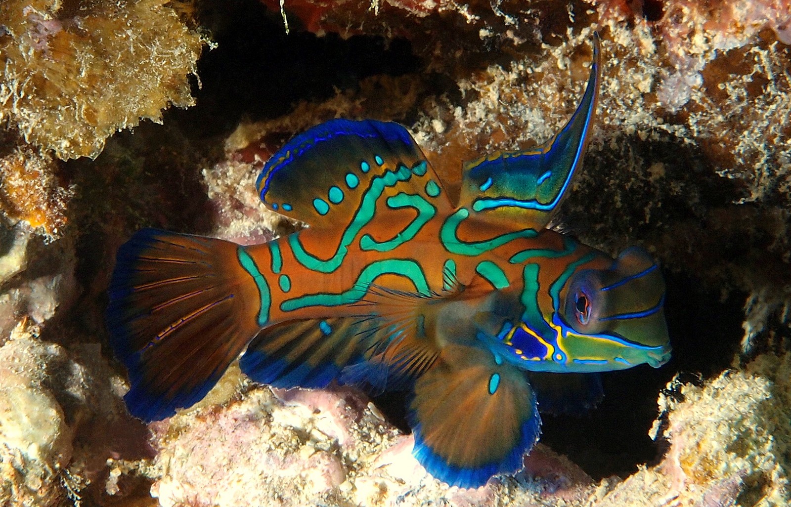 SYNCHIROPUS SPLENDIDUS - (HERRE, 1927)