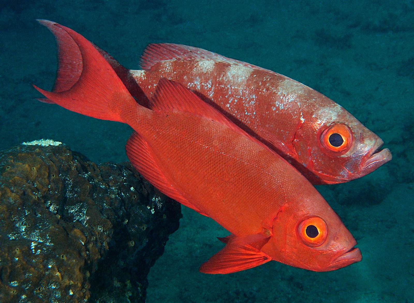 PRIACANTHUS HAMRUR - (FABRICIUS, 1775)