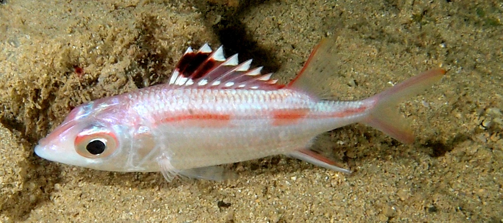 NEONIPHON SAMMARA - (FABRICIUS, 1775)