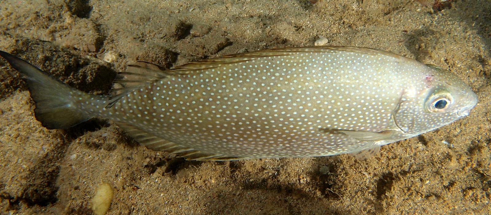 SIGANUS CANALICULATUS - (PARK, 1797)