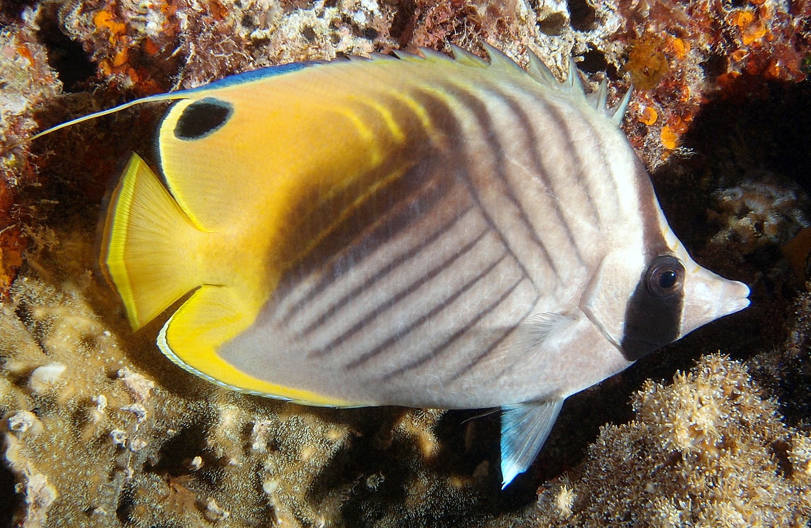 CHAETODON AURIGA - (FORSSKAL, 1775)