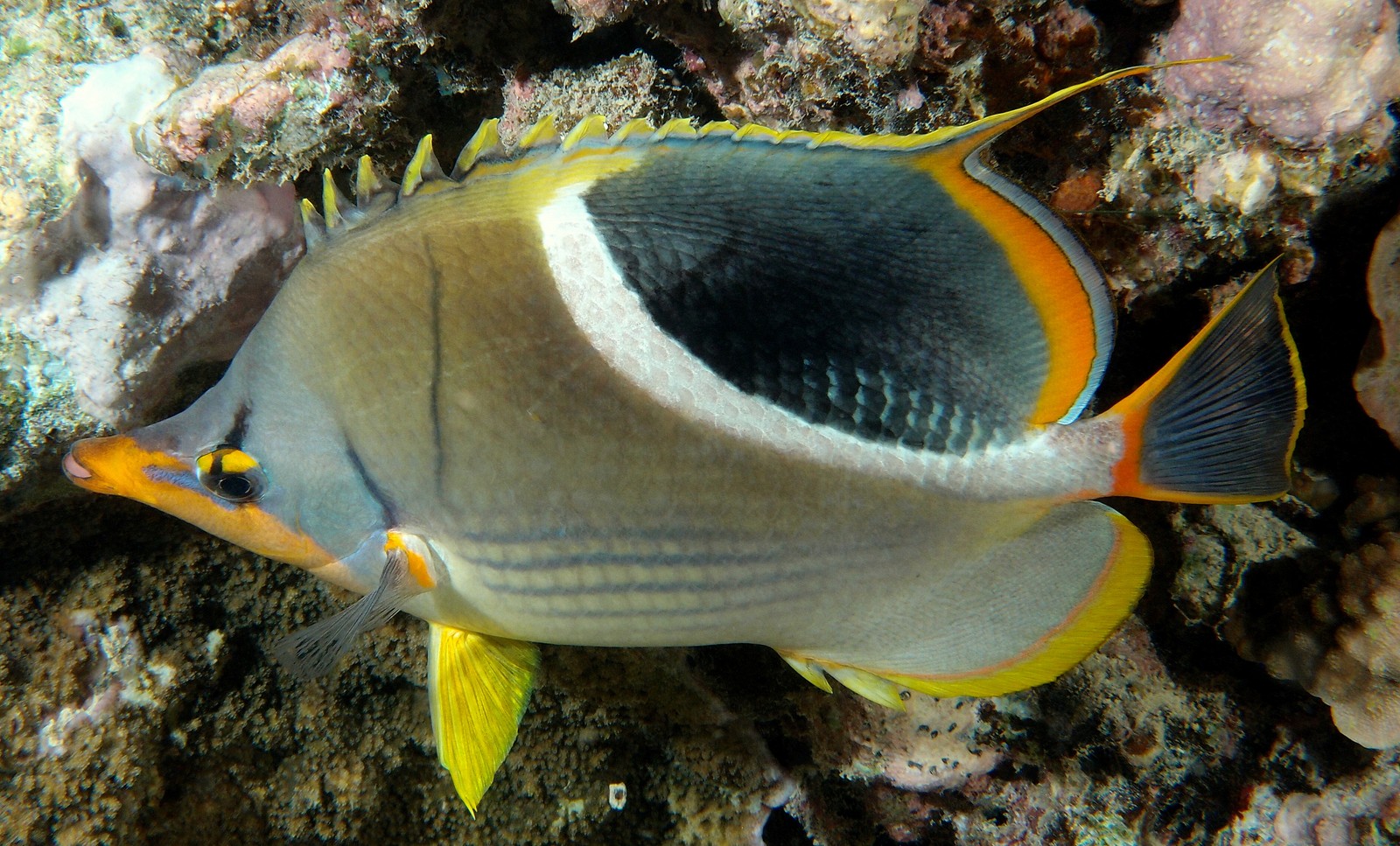 CHAETODON EPHIPPIUM - (CUVIER, 1831)