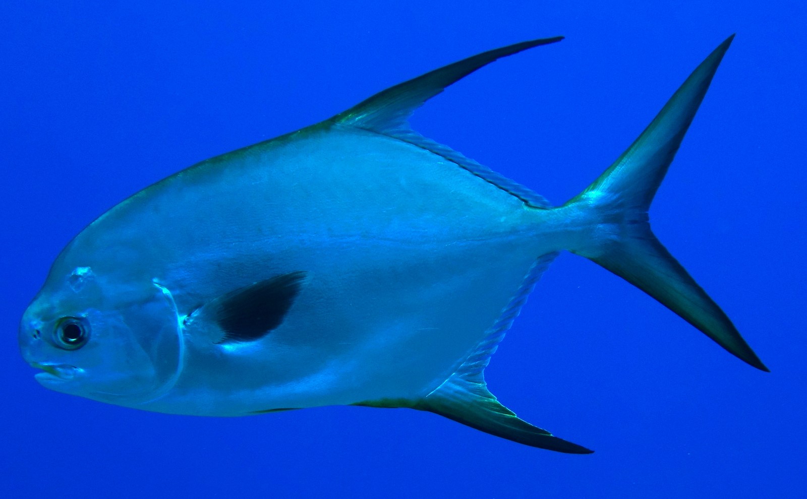 TRACHINOTUS BLOCHII - (LACEPEDE, 1801)