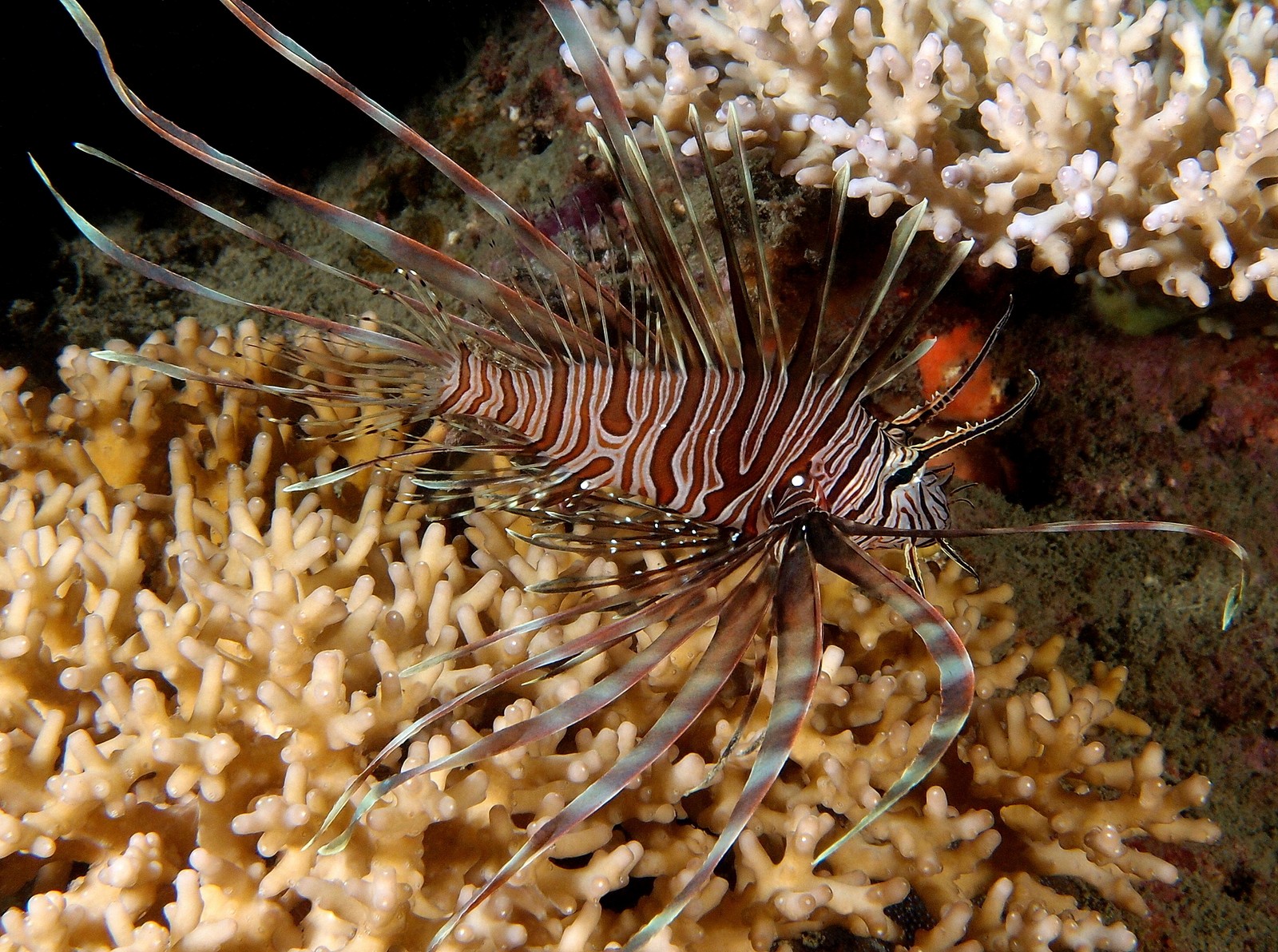 PTEROIS VOLITANS - (LINNAEUS, 1758)