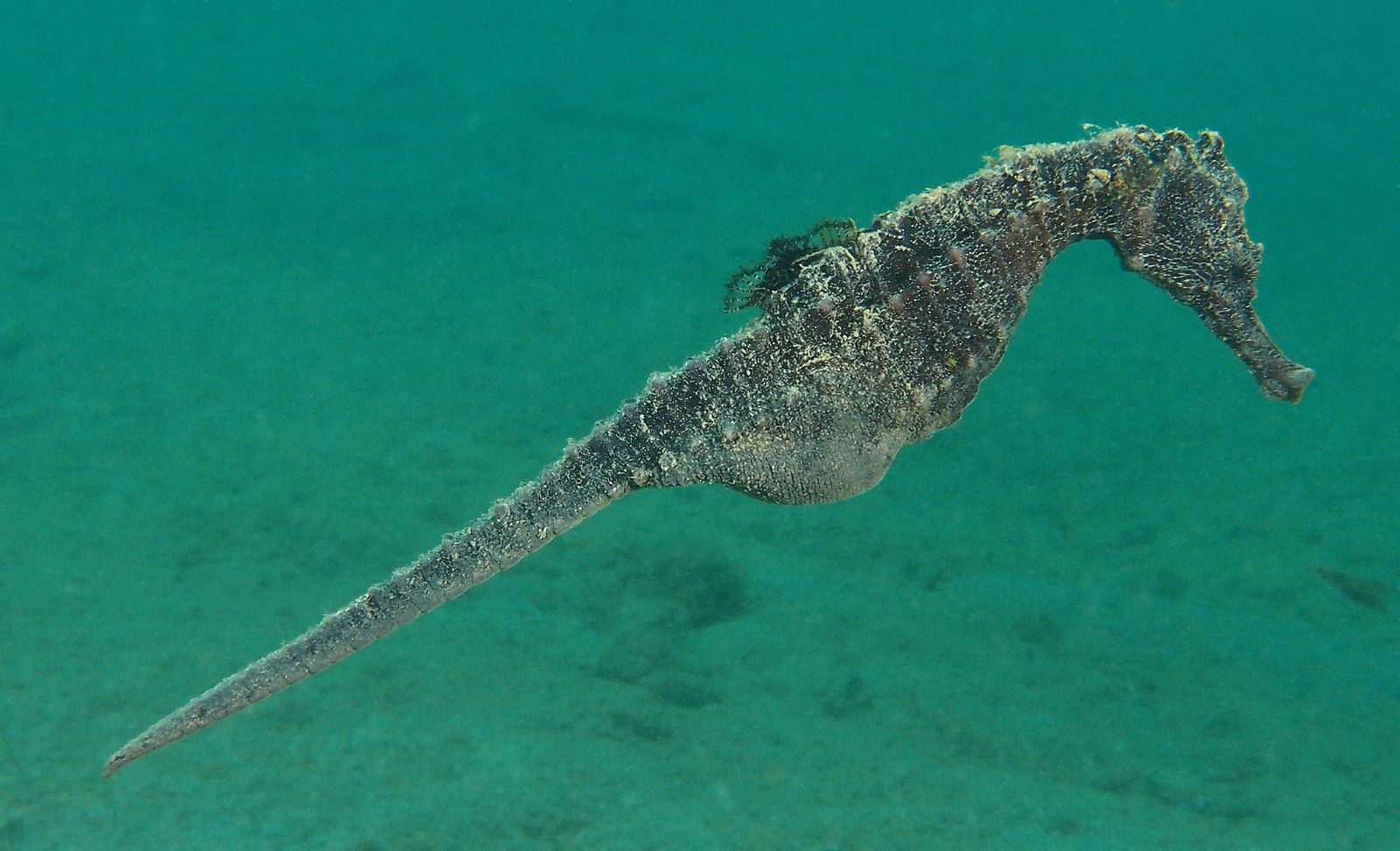 HIPPOCAMPUS KUDA - (BLEEKER, 1852)