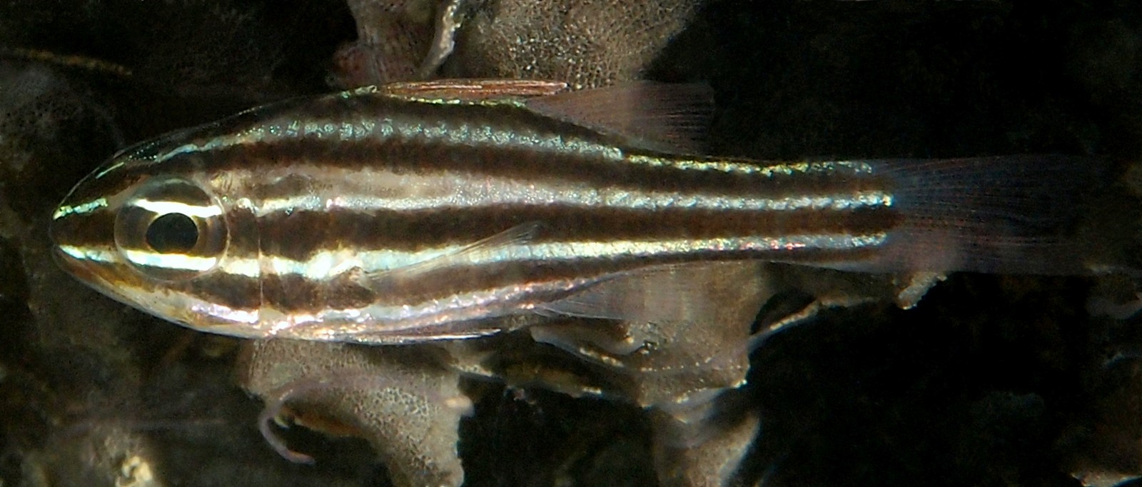 OSTORHINCHUS COOKII - (MACLEAY, 1881)