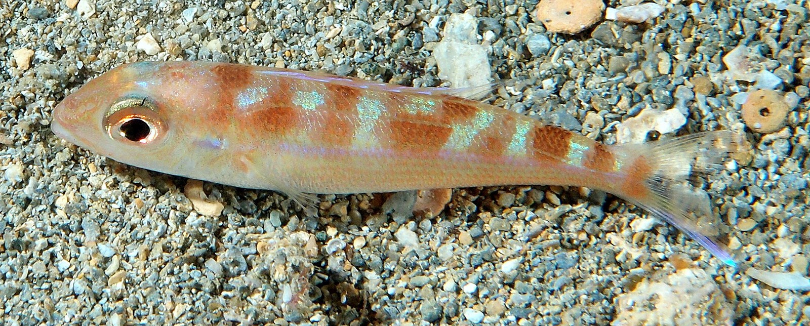 NEMIPTERUS FURCOSUS - (VALENCIENNES, 1830)