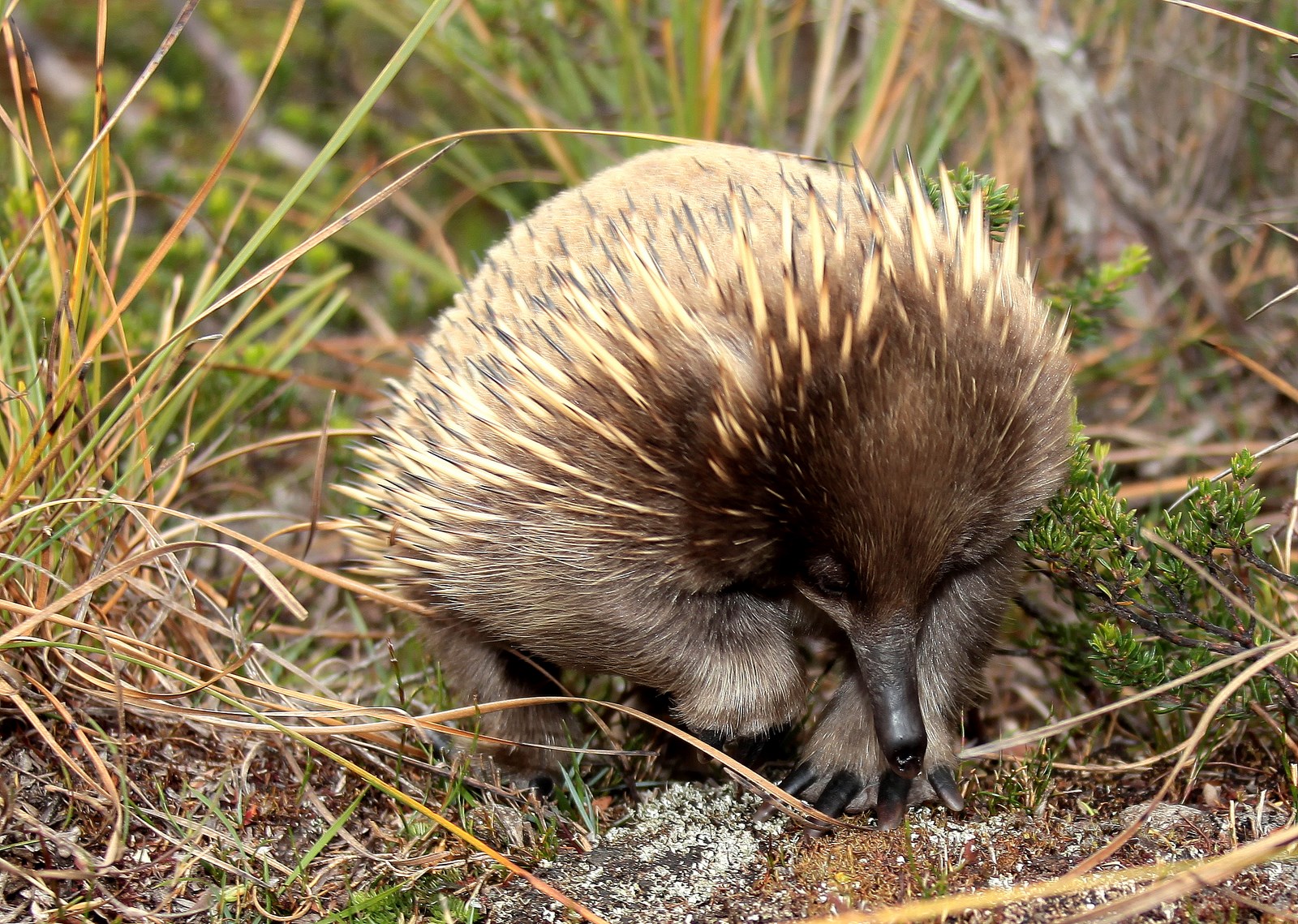 SHORT-BEAKED ECHIDNA NATIVE MAMMAL AUSTRALIA