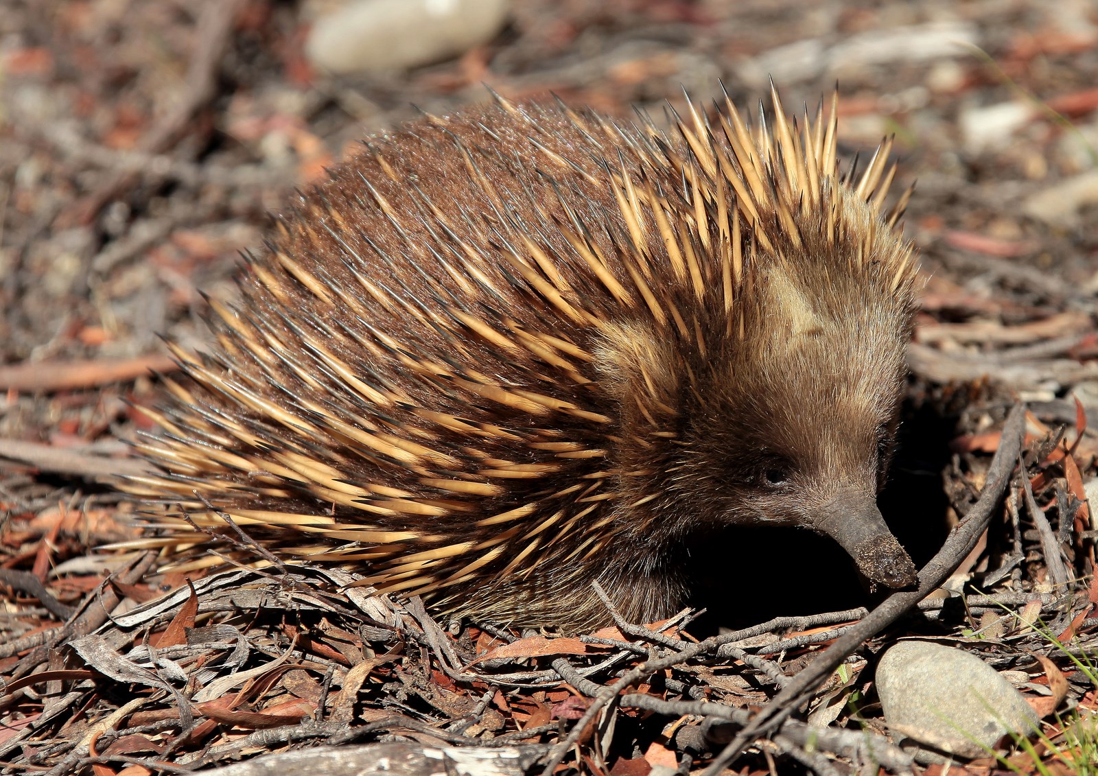 ECHIDNE A NEZ COURT MAMMIFERE AUSTRALIEN