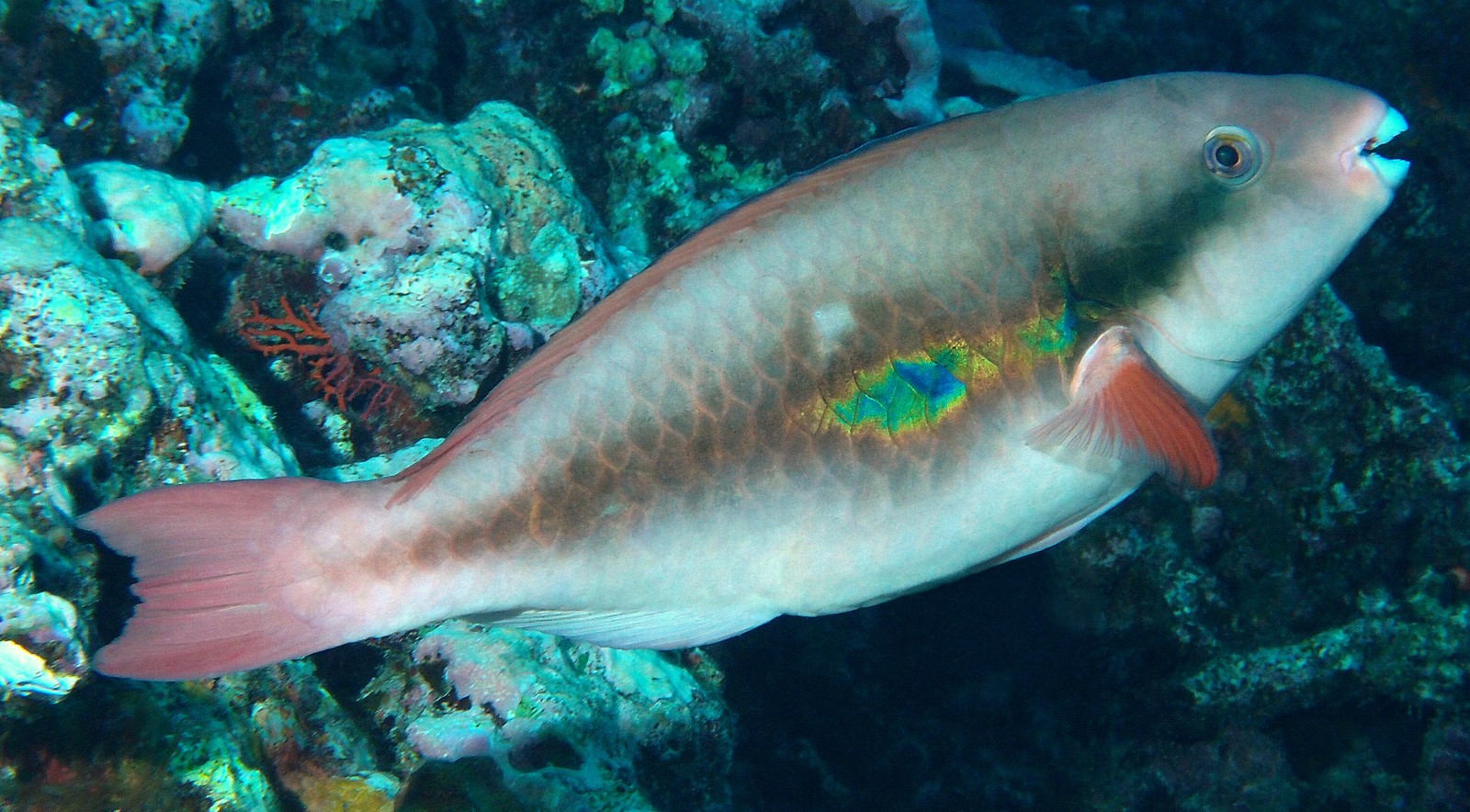 SCARUS FORSTENI - (BLEEKER, 1861)