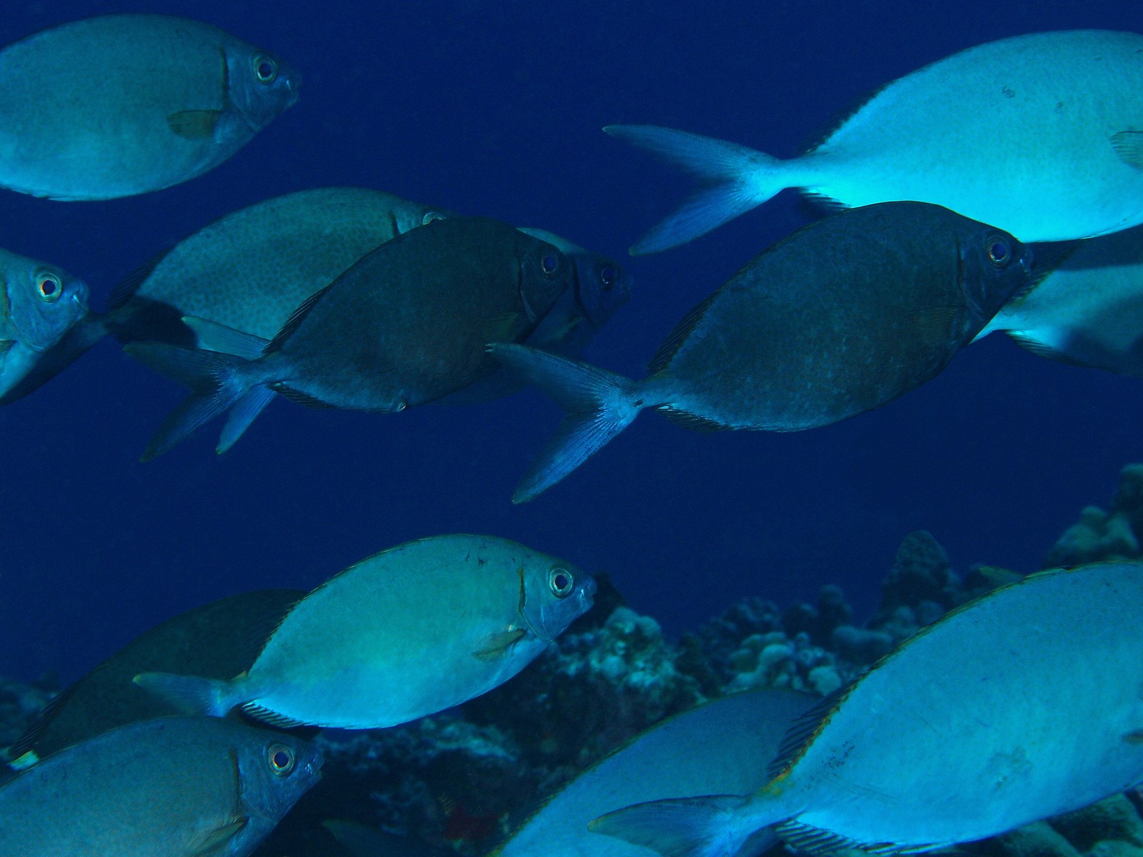 SIGANUS ARGENTEUS - (QUOY & GAIMARD, 1825)