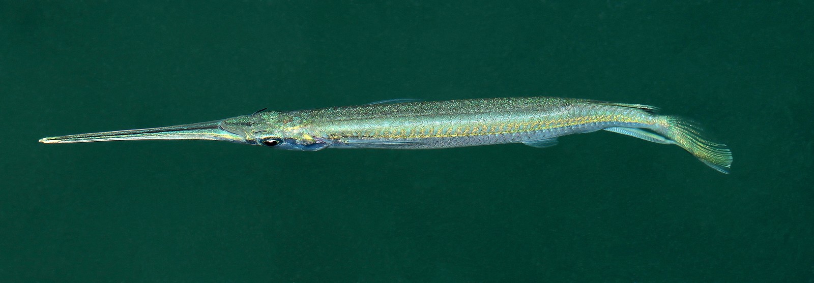 ZENARCHOPTERUS DISPAR - (VALENCIENNES, 1847)