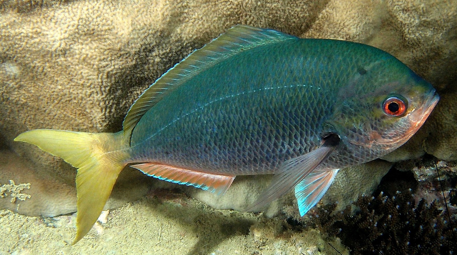 CAESIO CUNING - (BLOCH, 1791)