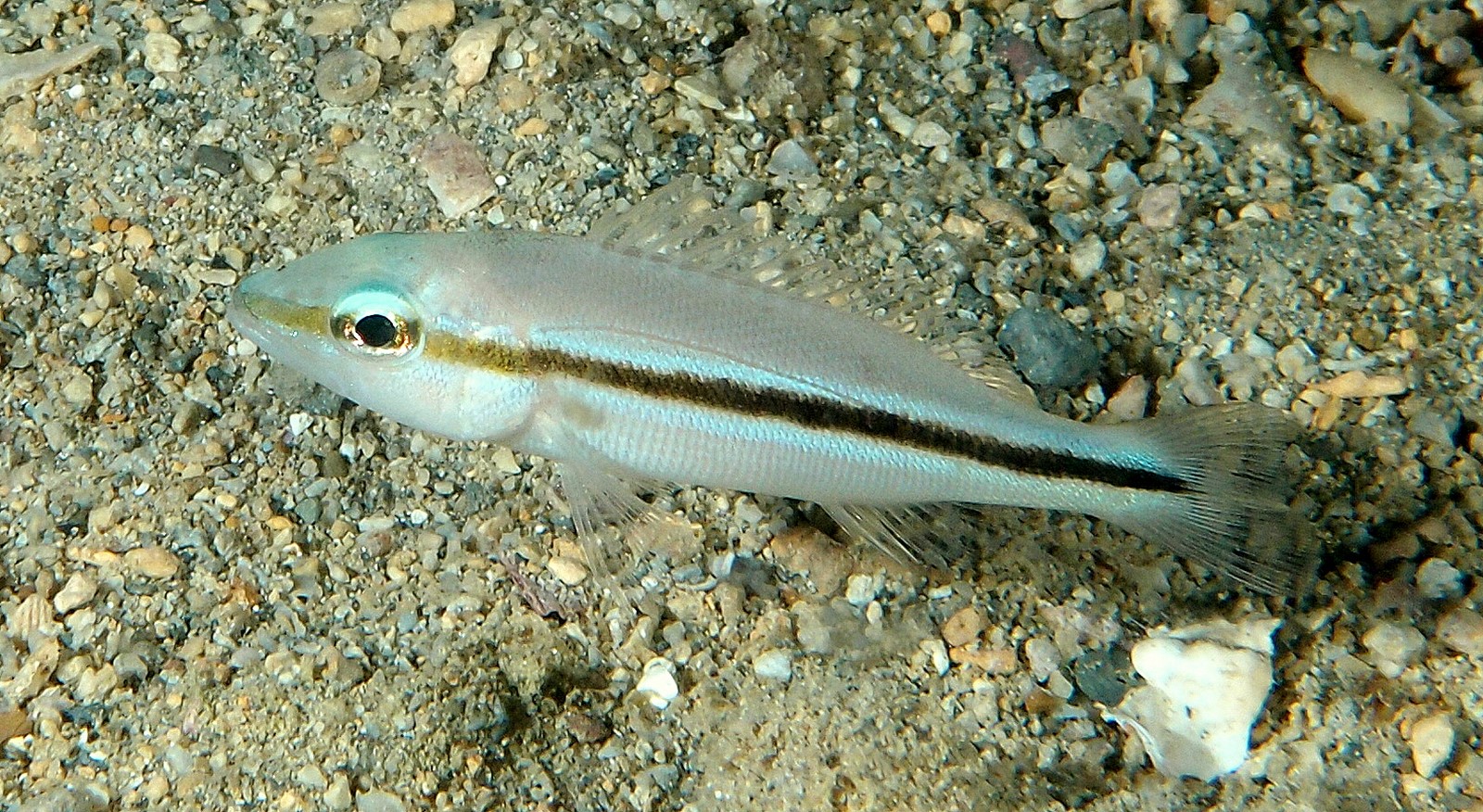 LUTJANUS VITTA - (QUOY & GAIMARD, 1824)