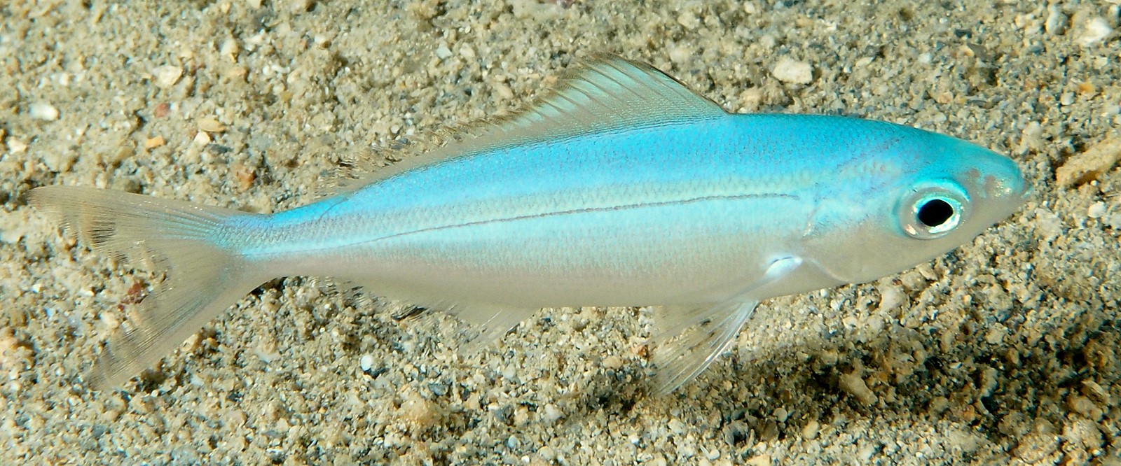 PTEROCAESIO TRILINEATA - (CARPENTER, 1987)