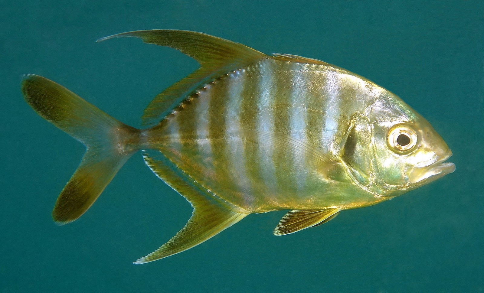 CARANGICHTHYS DINEMA - (BLEEKER, 1851)