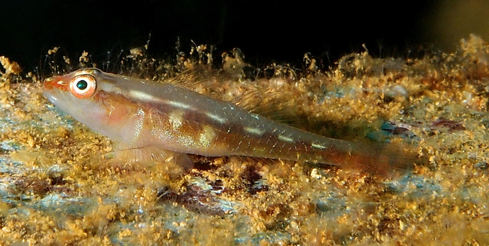 Poissons Nouvelle-Calédonie Gobiidae guide identification