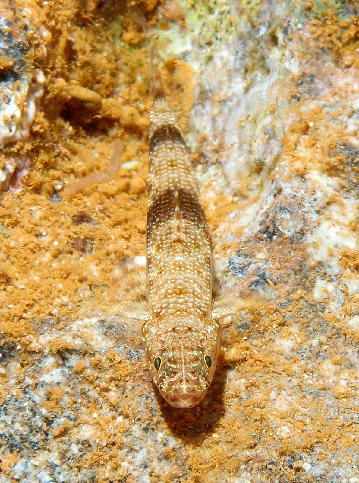 SAURIDA GRACILIS - (QUOY & GAIMARD, 1824)