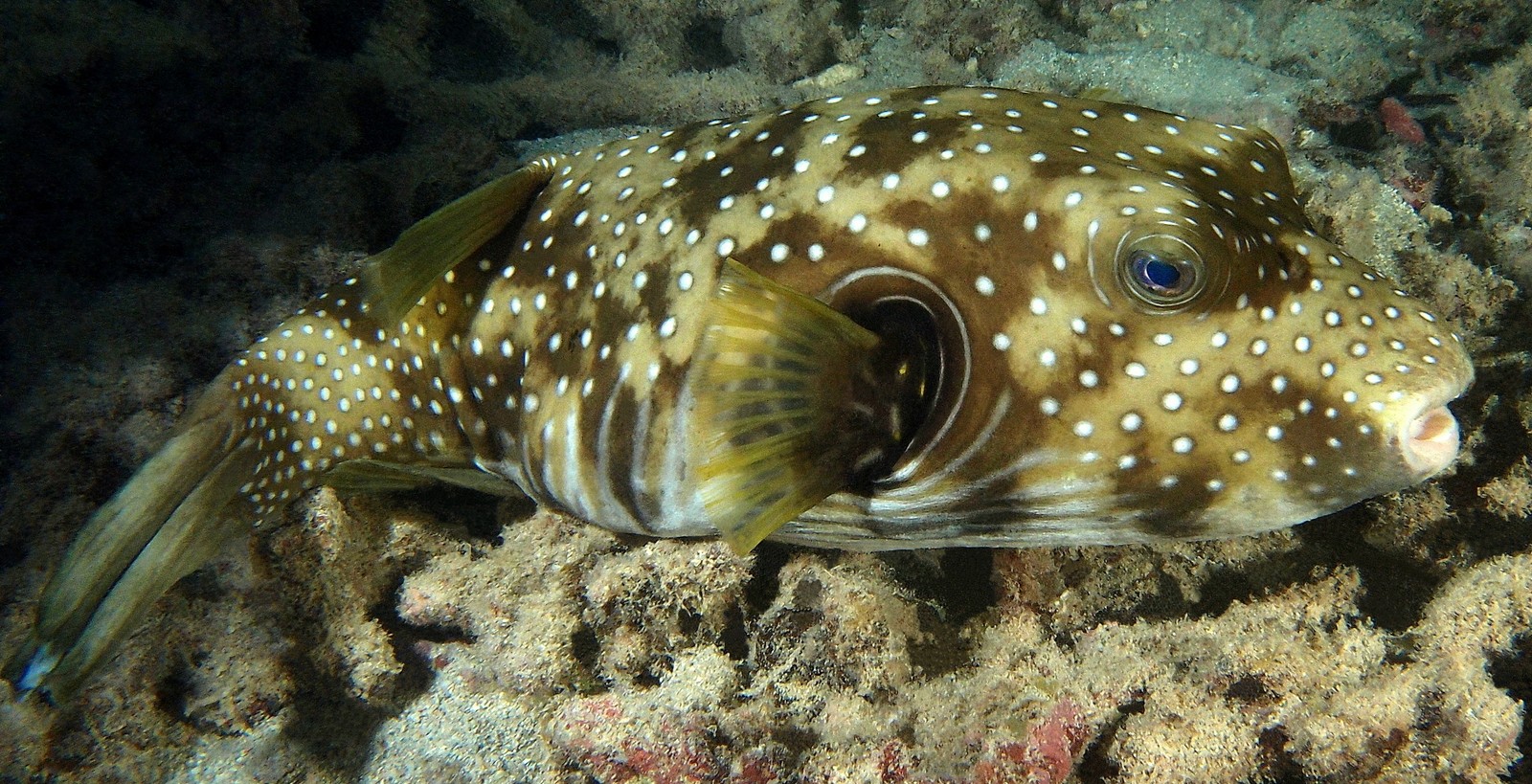 AROTHRON HISPIDUS - (LINNAEUS, 1758)