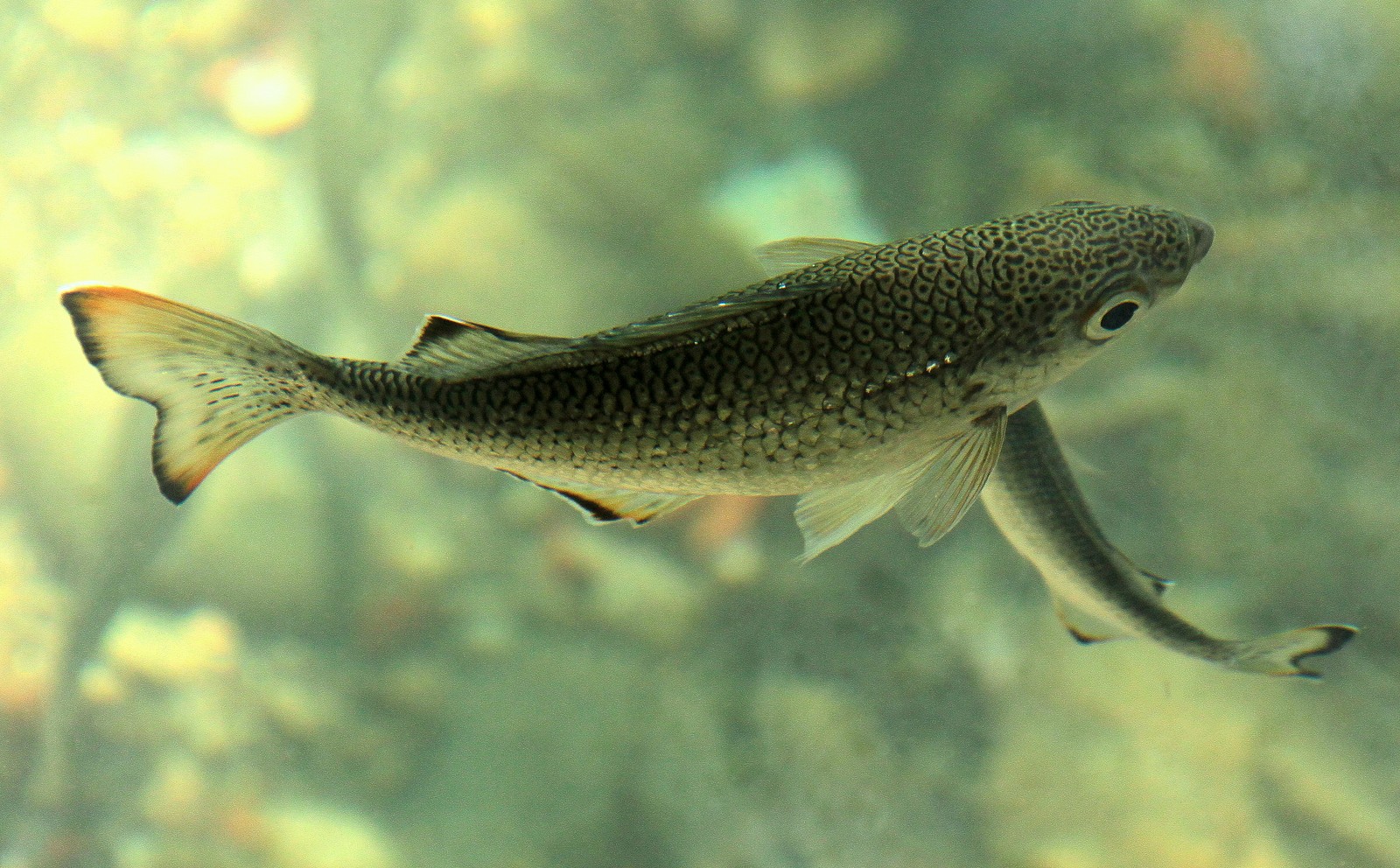 KUHLIA MARGINATA - (CUVIER, 1829)