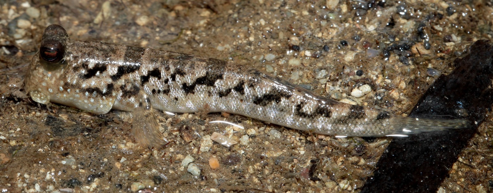 PERIOPHTHALMUS ARGENTILINEATUS - (VALENCIENNES, 1837)