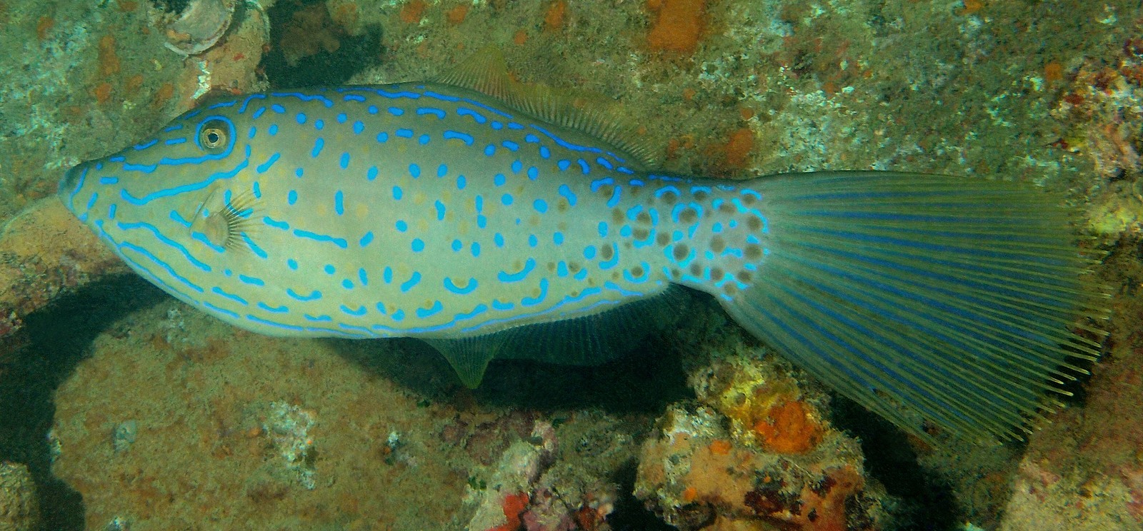 ALUTERUS SCRIPTUS - (OSBECK, 1765)