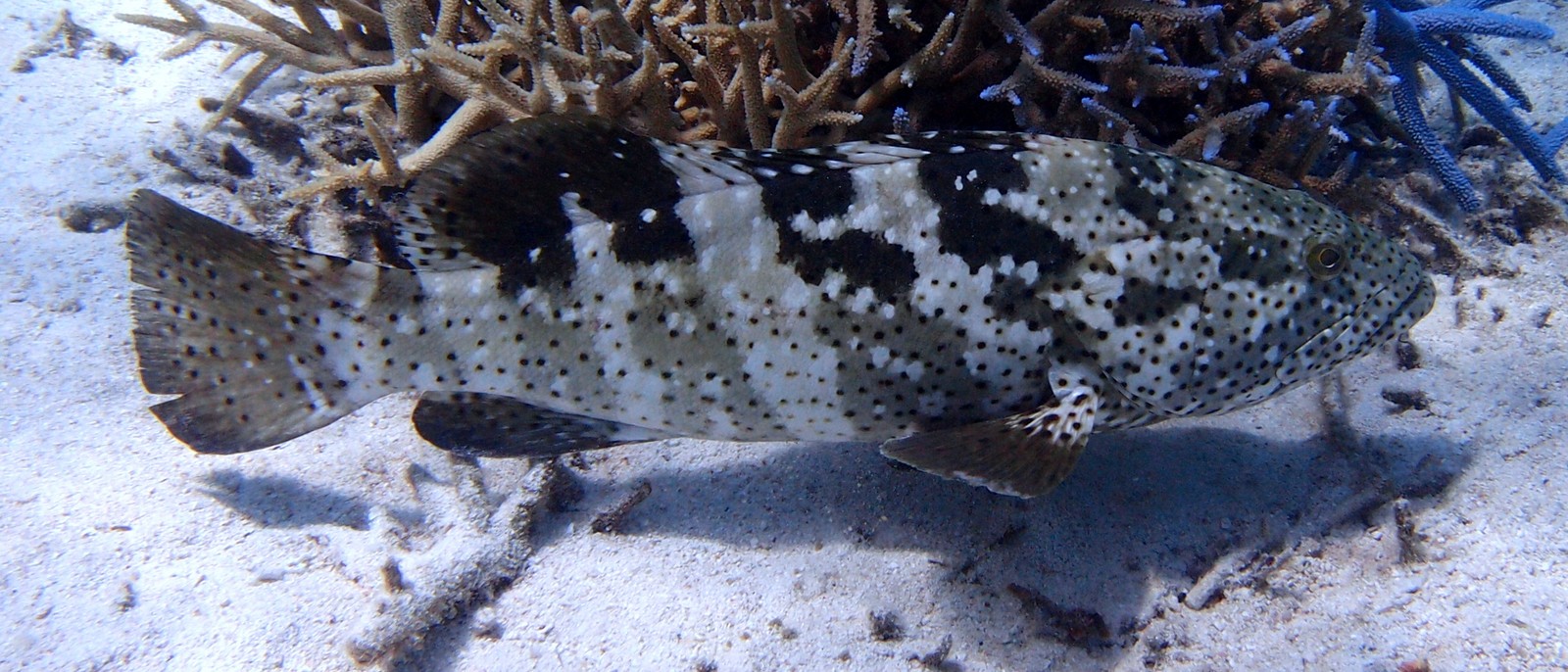 EPINEPHELUS MALABARICUS - (BLOCH & SCHNEIDER, 1801)