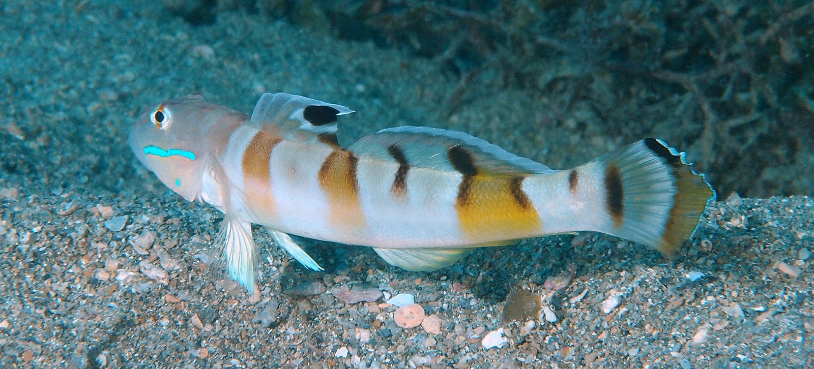 VALENCIENNEA WARDII - (PLAYFAIR, 1867)