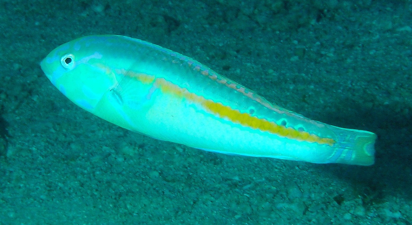 HALICHOERES HARTZFELDII - (BLEEKER, 1852)