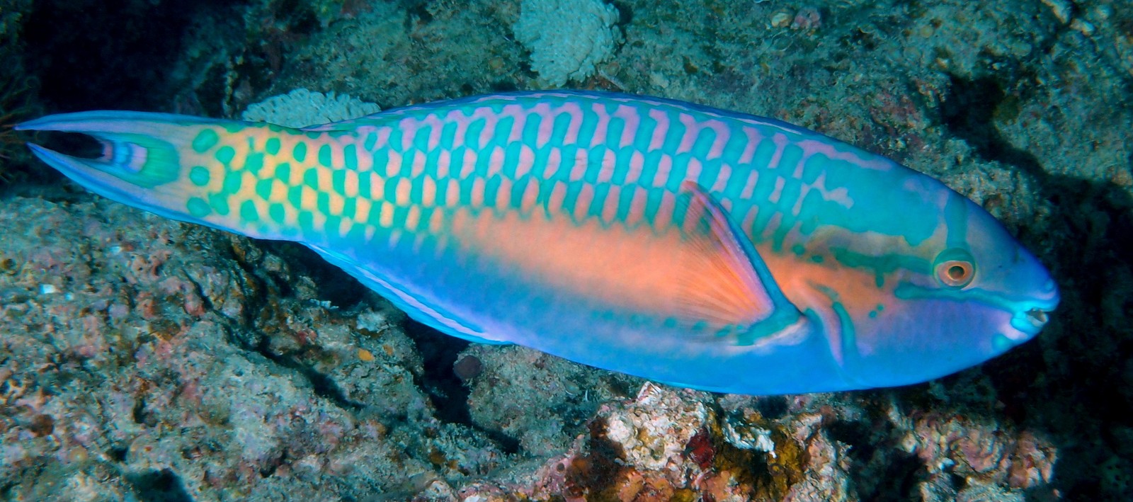 SCARUS CHAMELEON - (CHOAT & RANDALL, 1986)