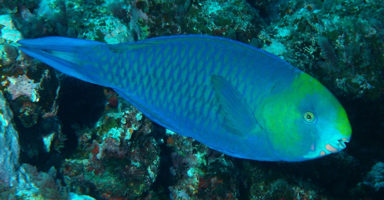 SCARUS SPINUS - (KNER, 1868)