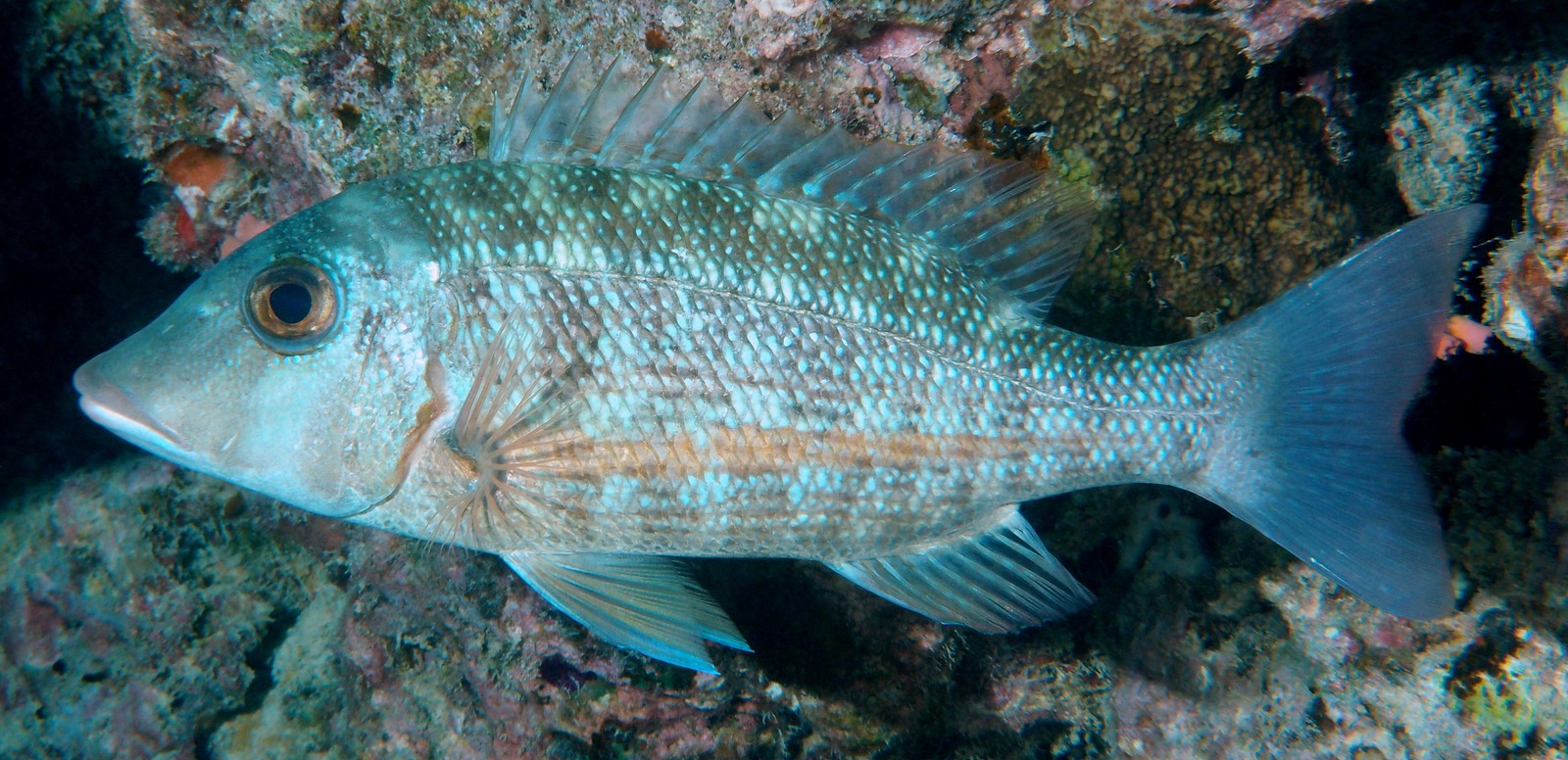 LETHRINUS OBSOLETUS - (FORSSKAL, 1775)