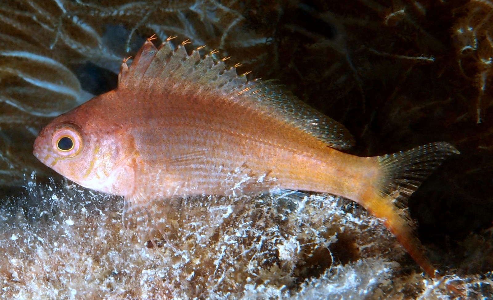 CYPRINOCIRRHITES POLYACTIS - (BLEEKER, 1874)