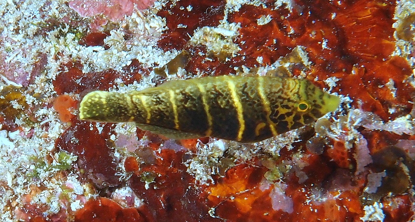 HEMIGYMNUS FASCIATUS - (BLOCH, 1792)