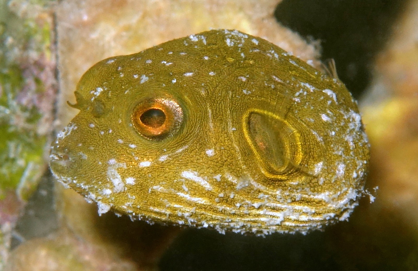 AROTHRON HISPIDUS - (LINNAEUS, 1758)