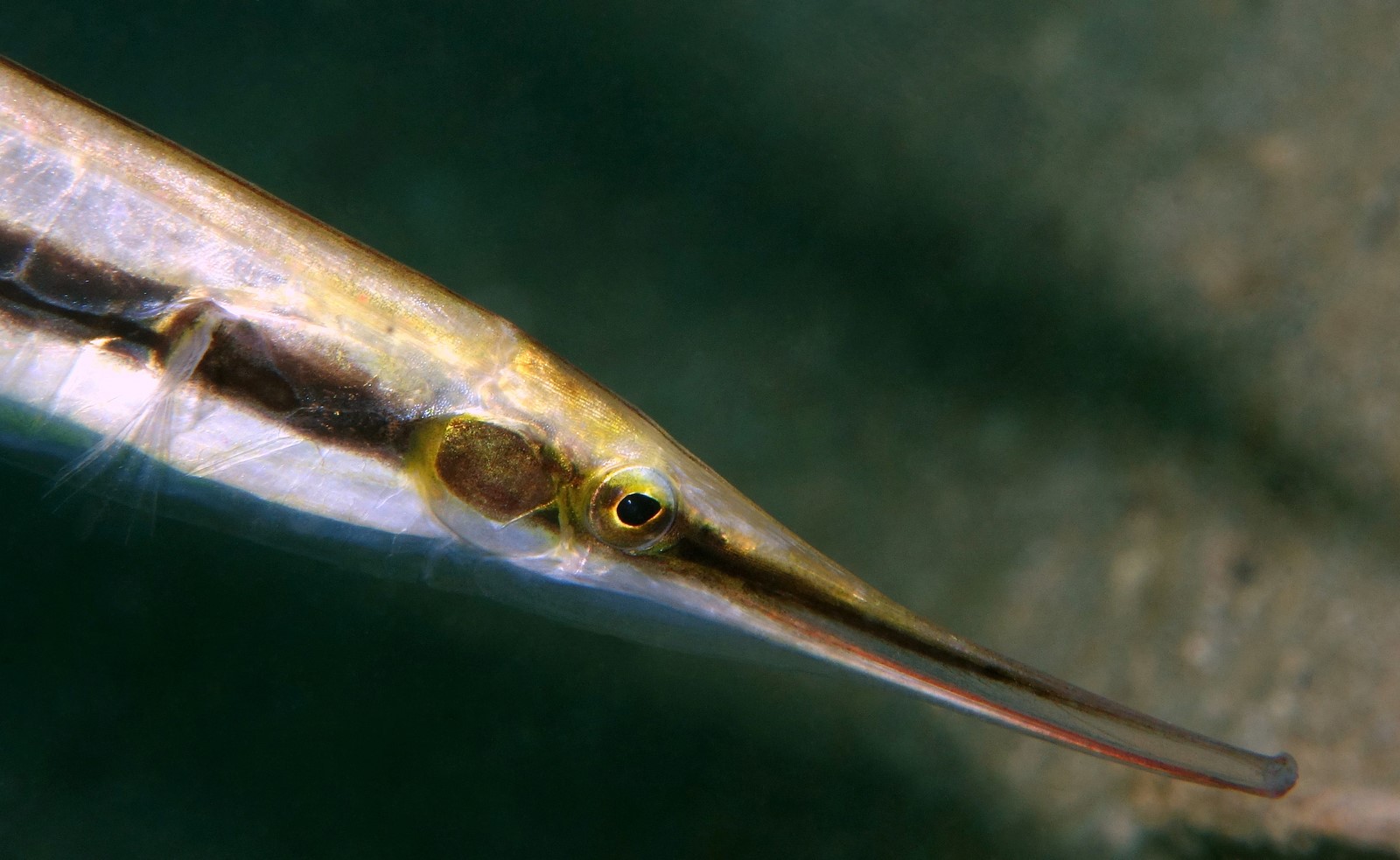 AEOLISCUS STRIGATUS - (GUNTHER, 1861)