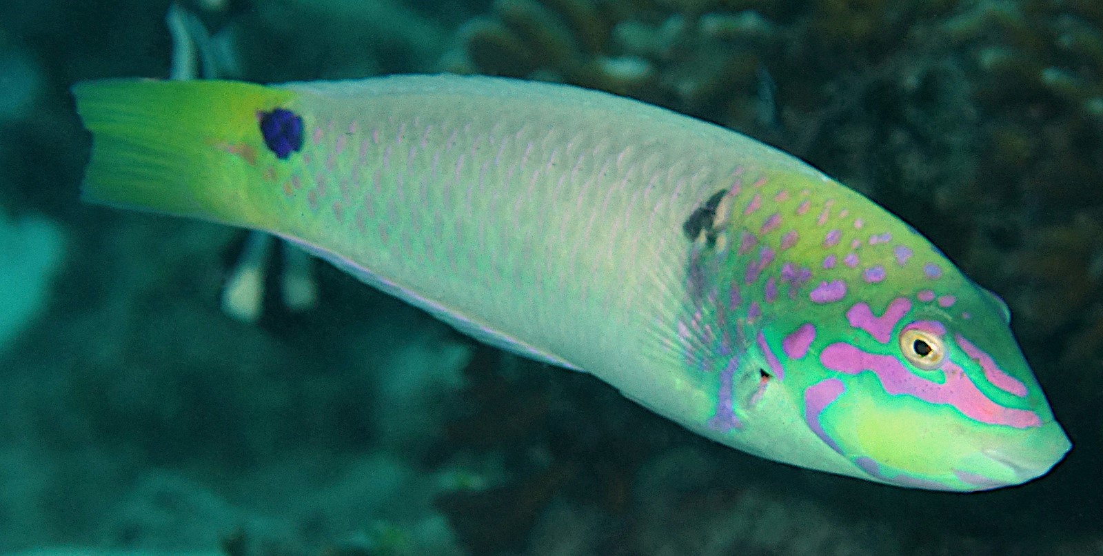 HALICHOERES TRIMACULATUS - (QUOY & GAIMARD, 1834)