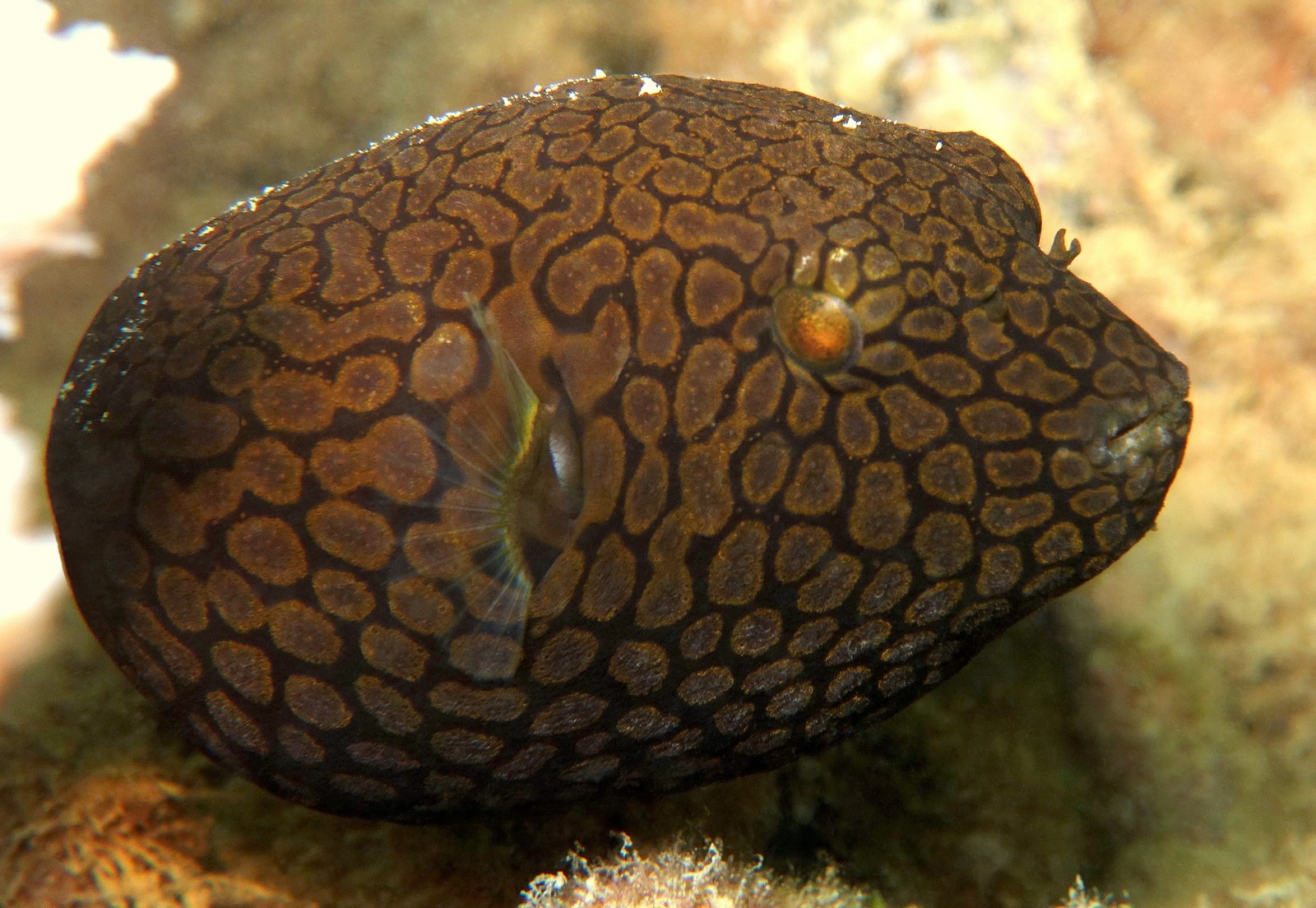 AROTHRON MAPPA - (LESSON, 1831)