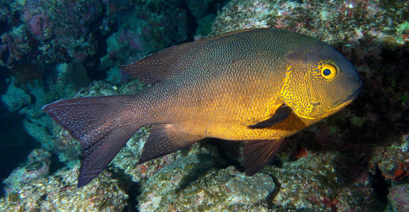 MACOLOR MACULARIS - (FOWLER, 1931)