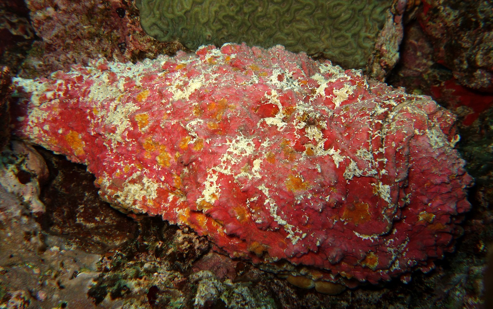 SYNANCEIA VERRUCOSA - (BLOCH & SCHNEIDER, 1801)