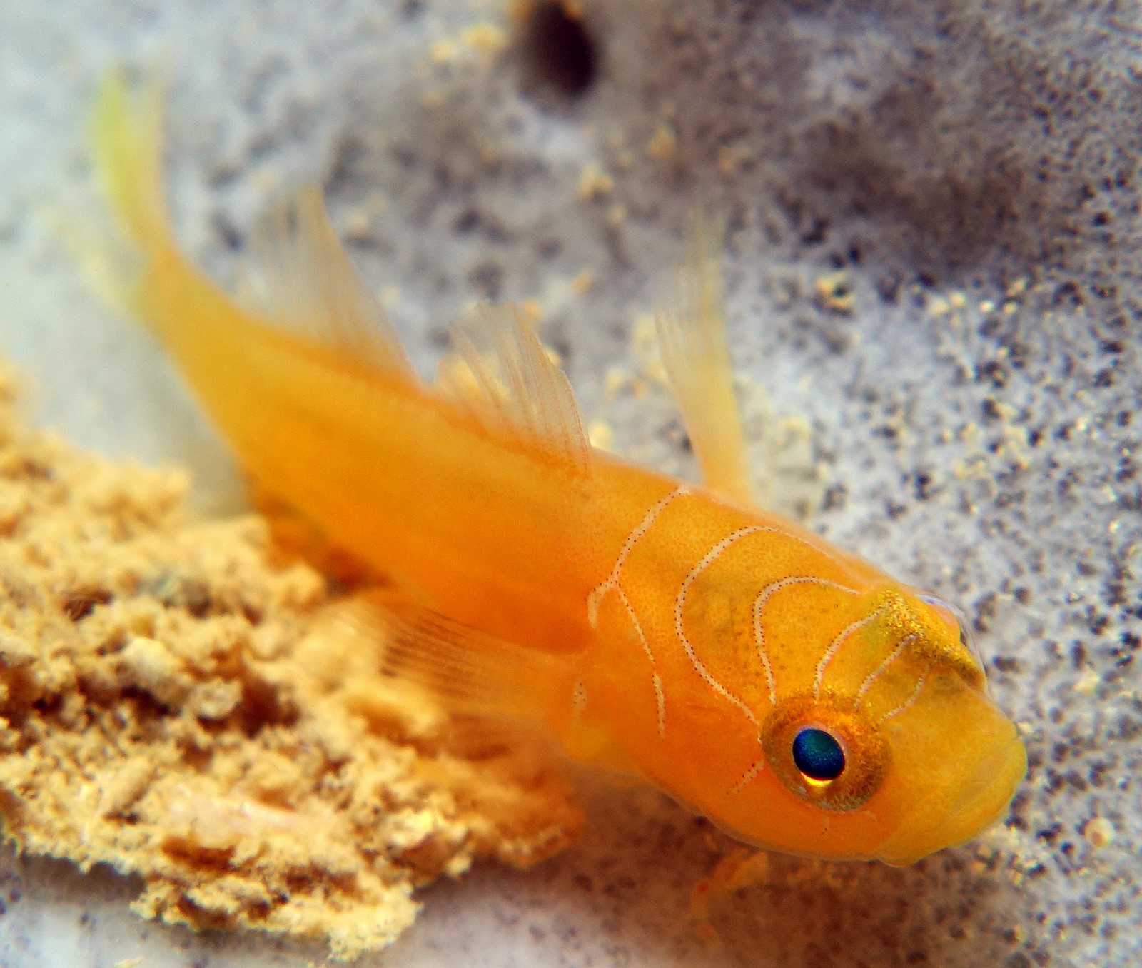 LUBRICOGOBIUS ORNATUS - (FOURMANOIR, 1966)