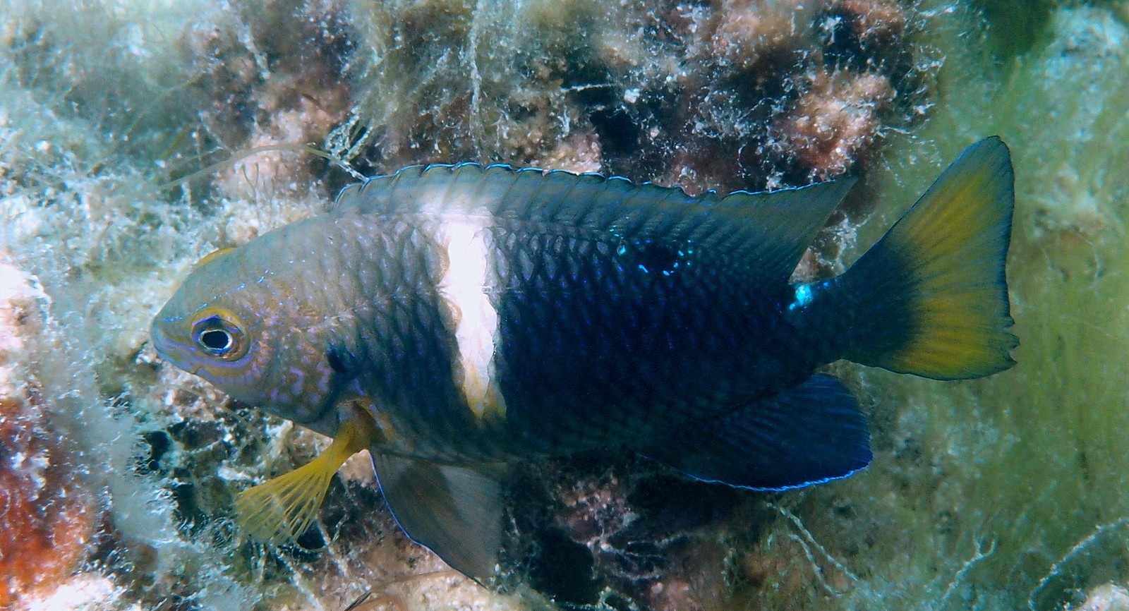CHRYSIPTERA BIOCELLATA - (QUOY & GAIMARD, 1825)