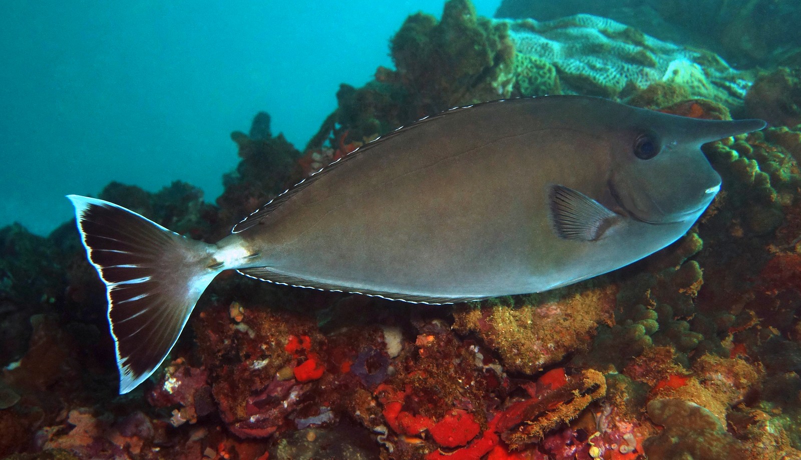 NASO ANNULATUS - (QUOY & GAIMARD, 1825)