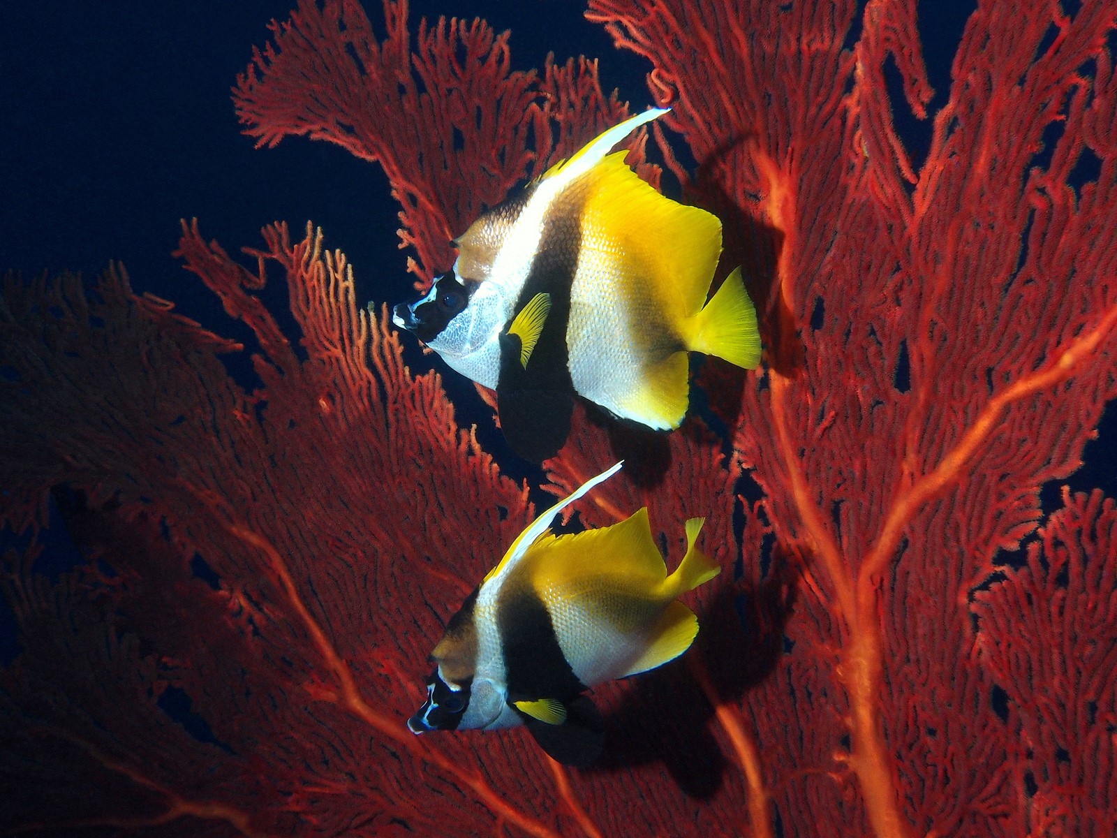 HENIOCHUS MONOCEROS - (CUVIER, 1831)