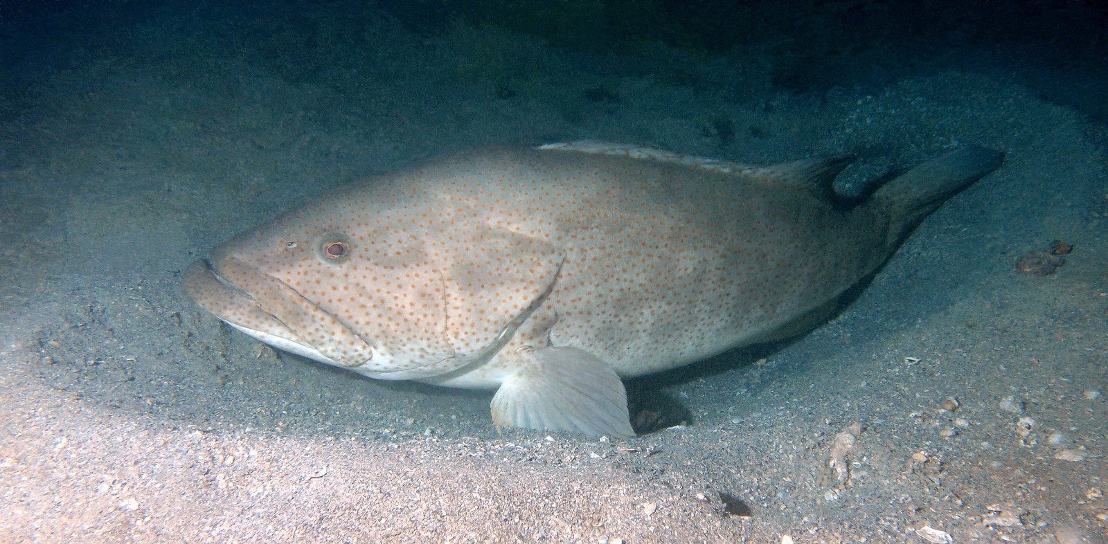 EPINEPHELUS COIOIDES - (HAMILTON, 1822)