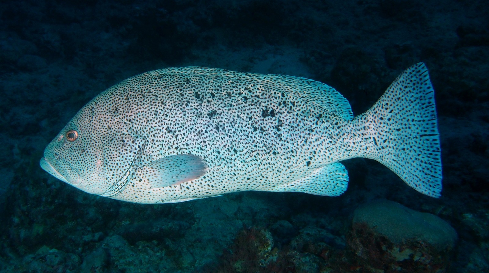 EPINEPHELUS CYANOPODUS - (RICHARDSON, 1846)