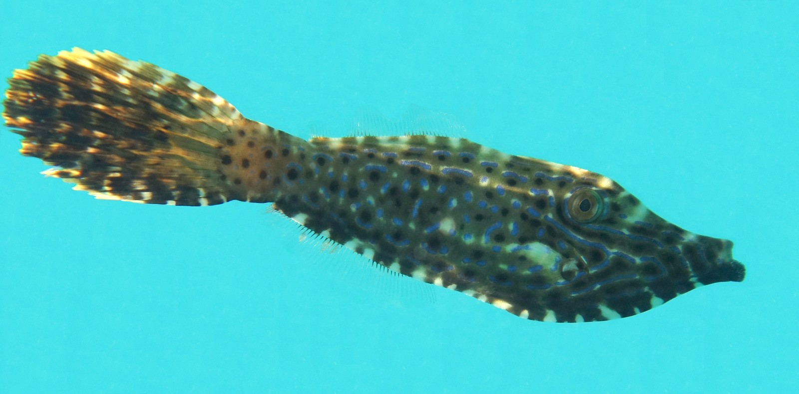 ALUTERUS SCRIPTUS - (OSBECK, 1765)