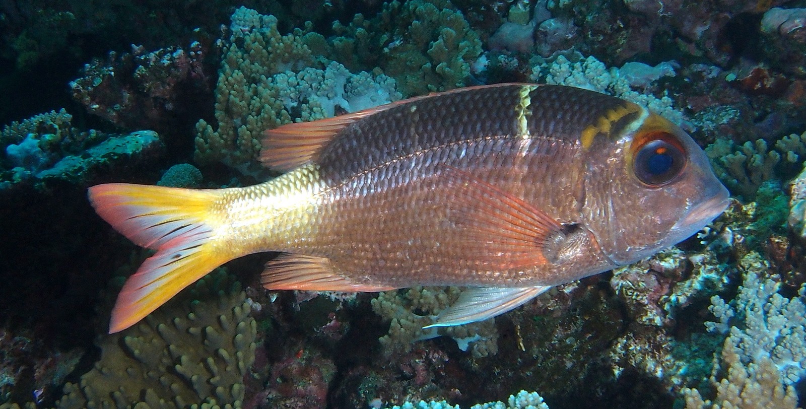 MONOTAXIS HETERODON - (BLEEKER, 1854)